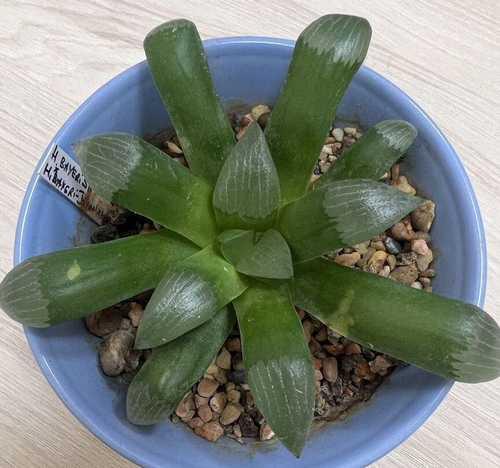 Хавортия Байери (haworthia bayeri)