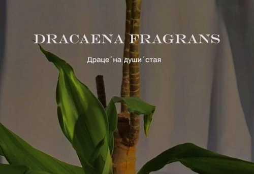 Драцена душистая (Dracaena fragrans)