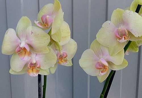 Орхидея фаленопсис Скульптура, сингониумы,монстера
