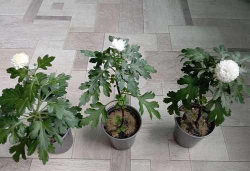 Хризантемы мультифлора шаровидная в 0,5 ст