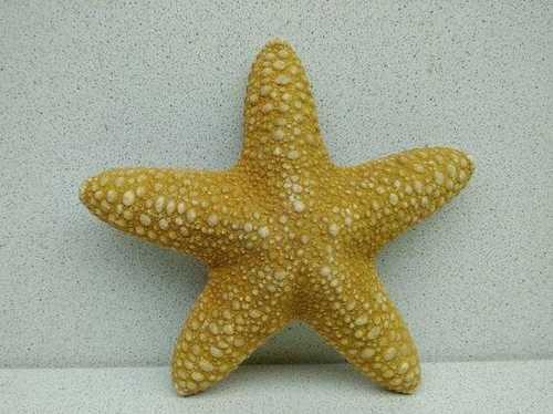 Звезда Филипинская 13 морская ракушка раковина