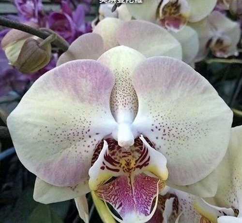 Орхидея фаленопсис Phal. Mandala