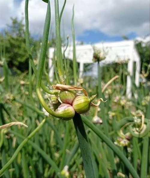 Лук многоярусный, многолетний, самый ранний