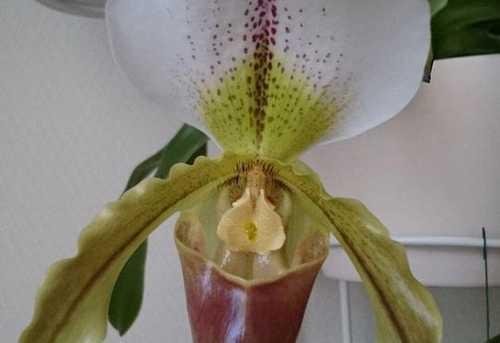 Орхидея пафиопедилум leeanum