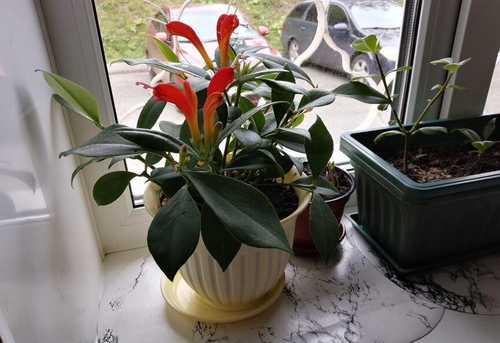 Комнатный цветок эсхинантус красивый