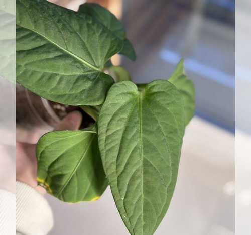 Anthurium Pulcachense