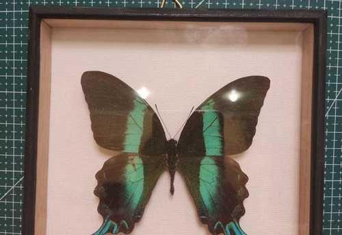 Бабочка в рамке под стеклом