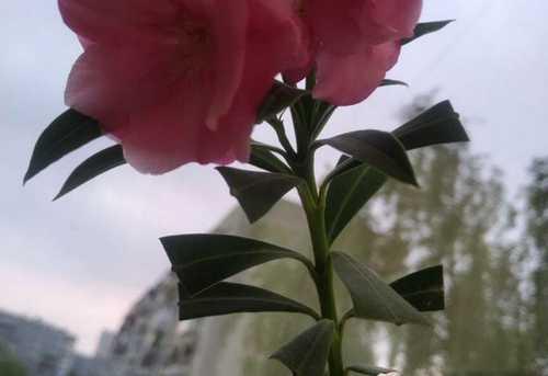 Олеандр махровый розовый