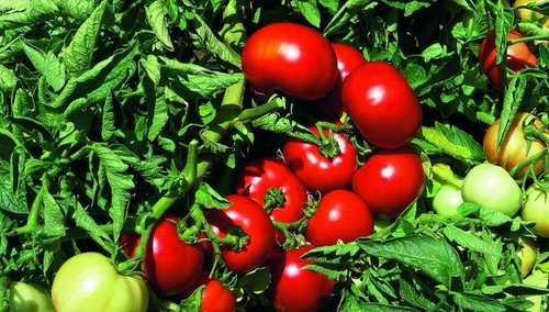 Рассада оригинальных томатов цветные и гиганты F1