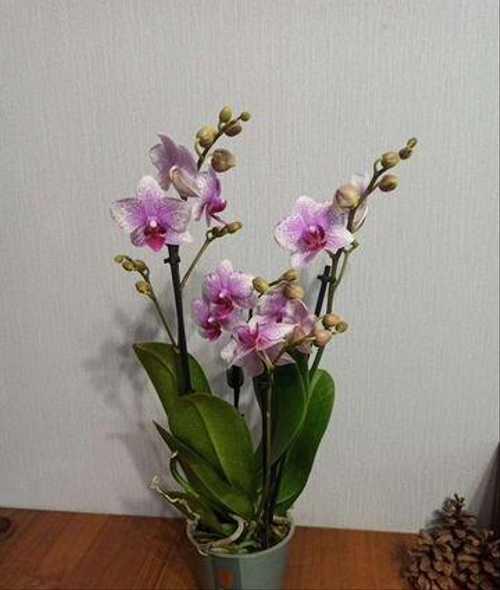 Орхидея мультифлора Роттердам, 4 ствола