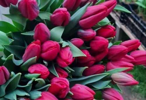 Тюльпаны букет цветов на 8 марта