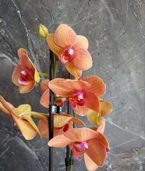 Орхидея фаленопсис Golden Brick