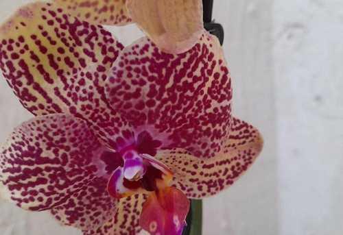 Орхидея фаленопсис жёлтый Ягуар
