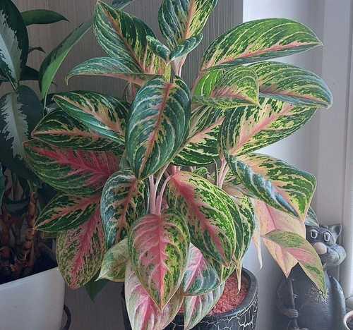 Аглаонема Кокомелон, Aglaonema Cocomelon