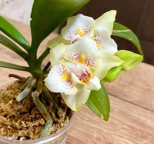 Не цветет. Орхидея Persian Beauty арома