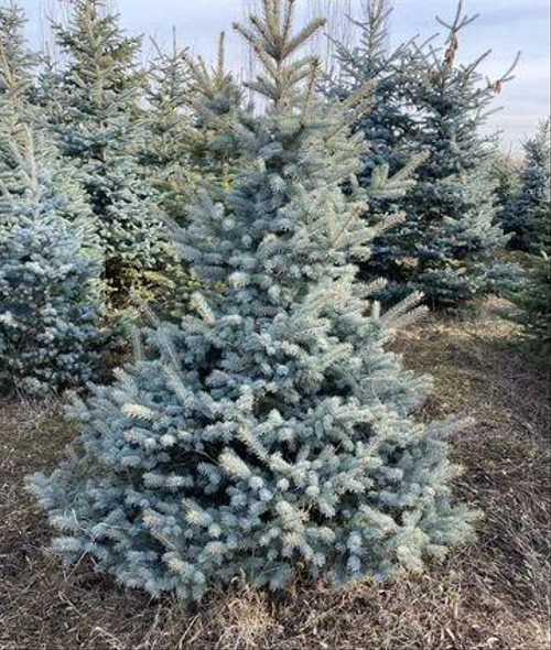 Ель колючая 'Glauca' Misty Blue 150-200см