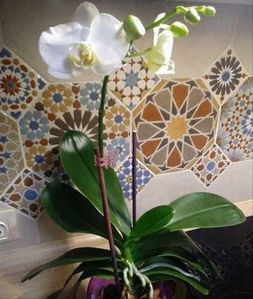 Продам орхидею Фаленопсис белую