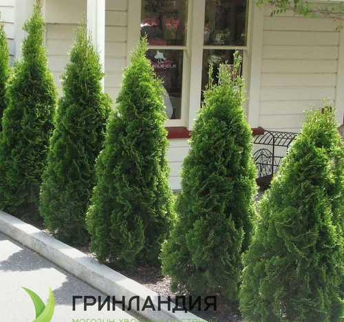 Туя 180 см