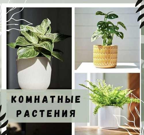 Комнатные растения цветы