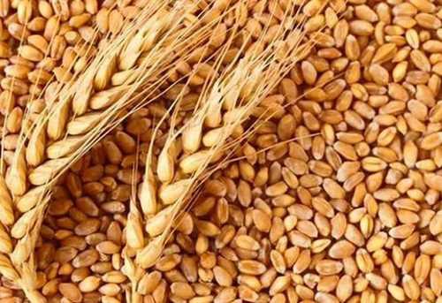 Семена пшеницы озимой Московская 40
