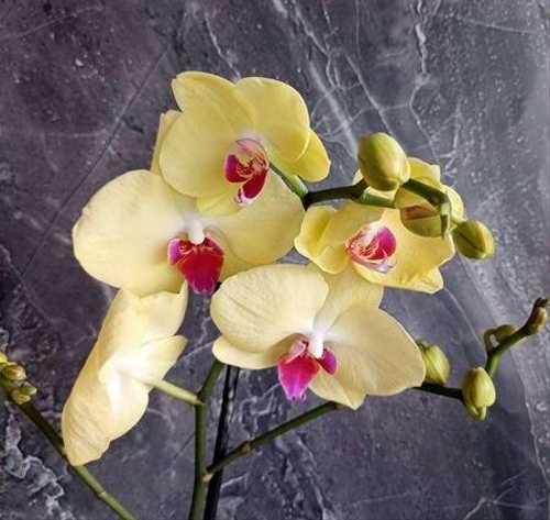 Орхидея фаленопсис Limelight