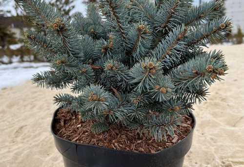 Ель колючая Glauca globosa