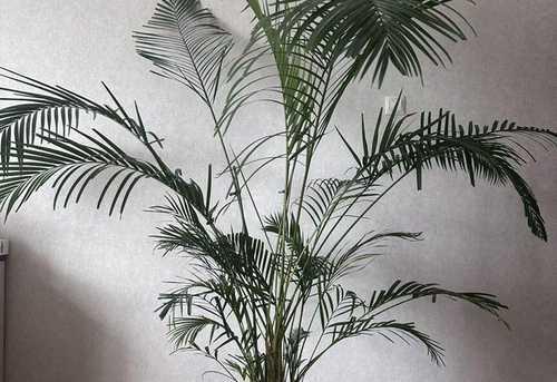 Растение пальма
