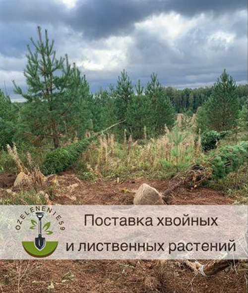 Береза сосна ель оптом зкс саженцы