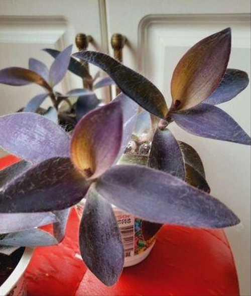 Сеткреазия пурпурная