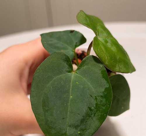 Anthurium AOS (Prateep) x Red Dark Phoenix