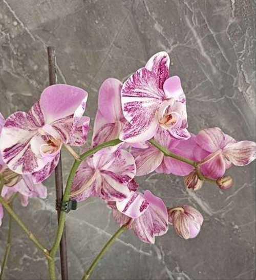 Орхидея фаленопсис светлый шоколад