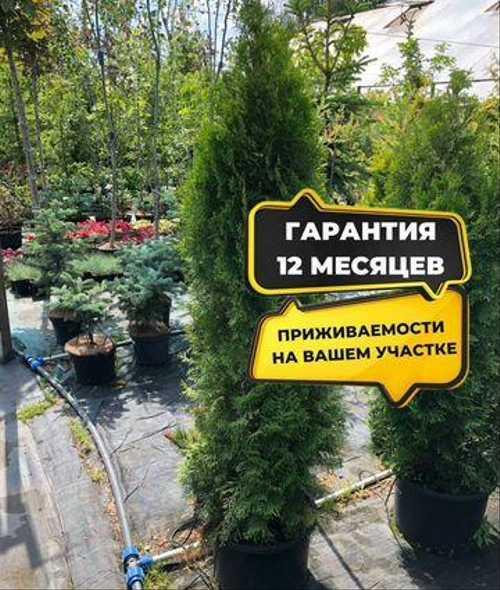 Туи 1м Брабант