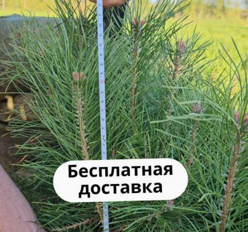 Ель Европейская окс Обыкновенная Picea abies