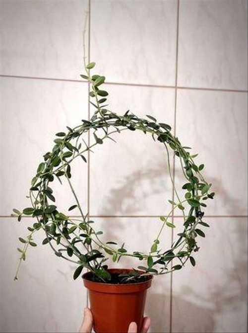 Hoya cumingiana (хойя кумингиана)