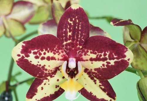Орхидея Phal. Younghome Victory Star
