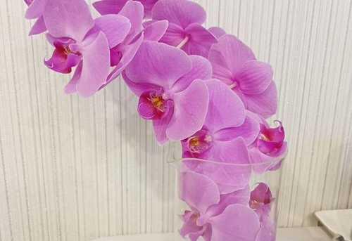 Ветка орхидеи фаленопсиса