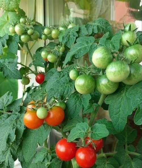 Комнатные балконные томаты
