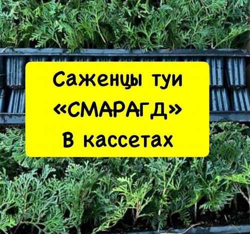 Туя смарагд с гарантией приживаемости