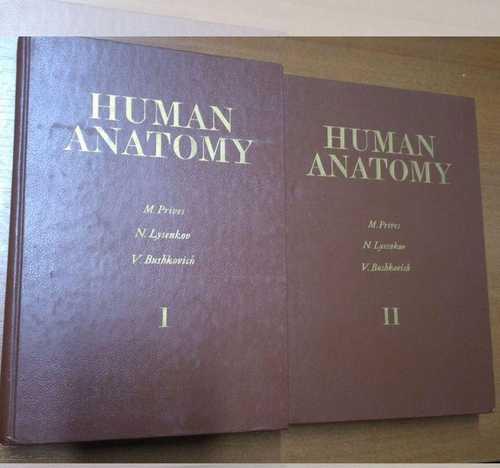 Human anatomy. Анатомия человека