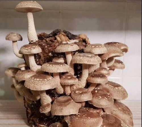 Мицелий зерновой гриба шиитаки штамм L-48, NA