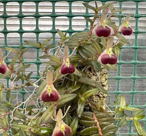 Мини-орхидея Epidendrum peperomia (porpax)