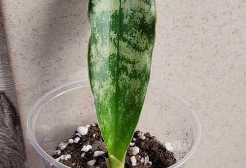 Сансевиерия Sansevieria Kirkii Coppertone brown