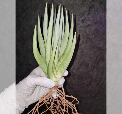 Sansevieria Chanin, Сансевиерия Чанин