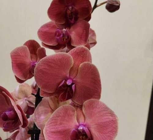 Орхидея Asian Coral