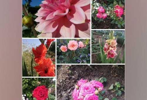 Цветы садовые(посадка)гладиолусы, розы, георгины