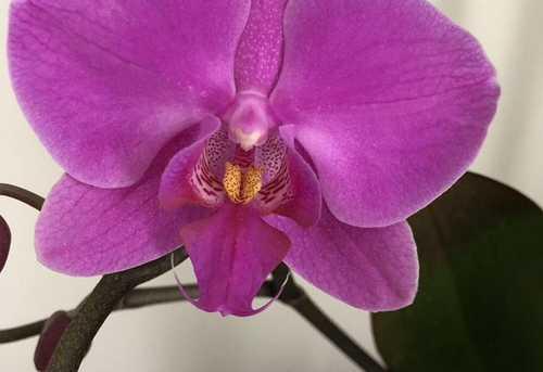 Орхидея фаленопсис Pasadena