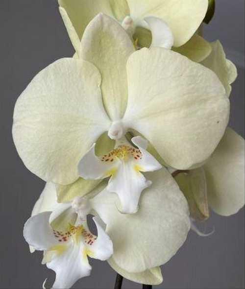 Эксклюзив фаленопсис биг лип орхидея