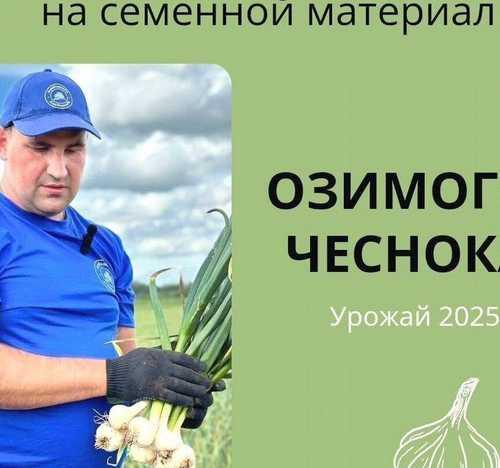 Чеснок озимый опт