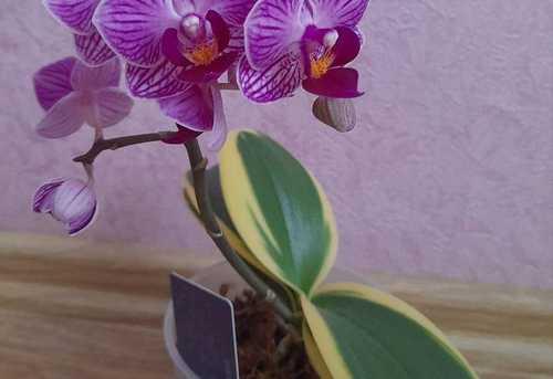 Орхидея Sogo Vivien Variegata