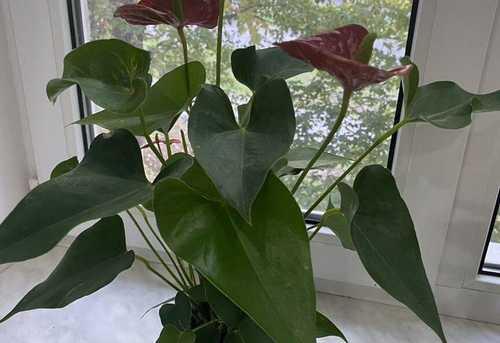 Антуриум мужское растение